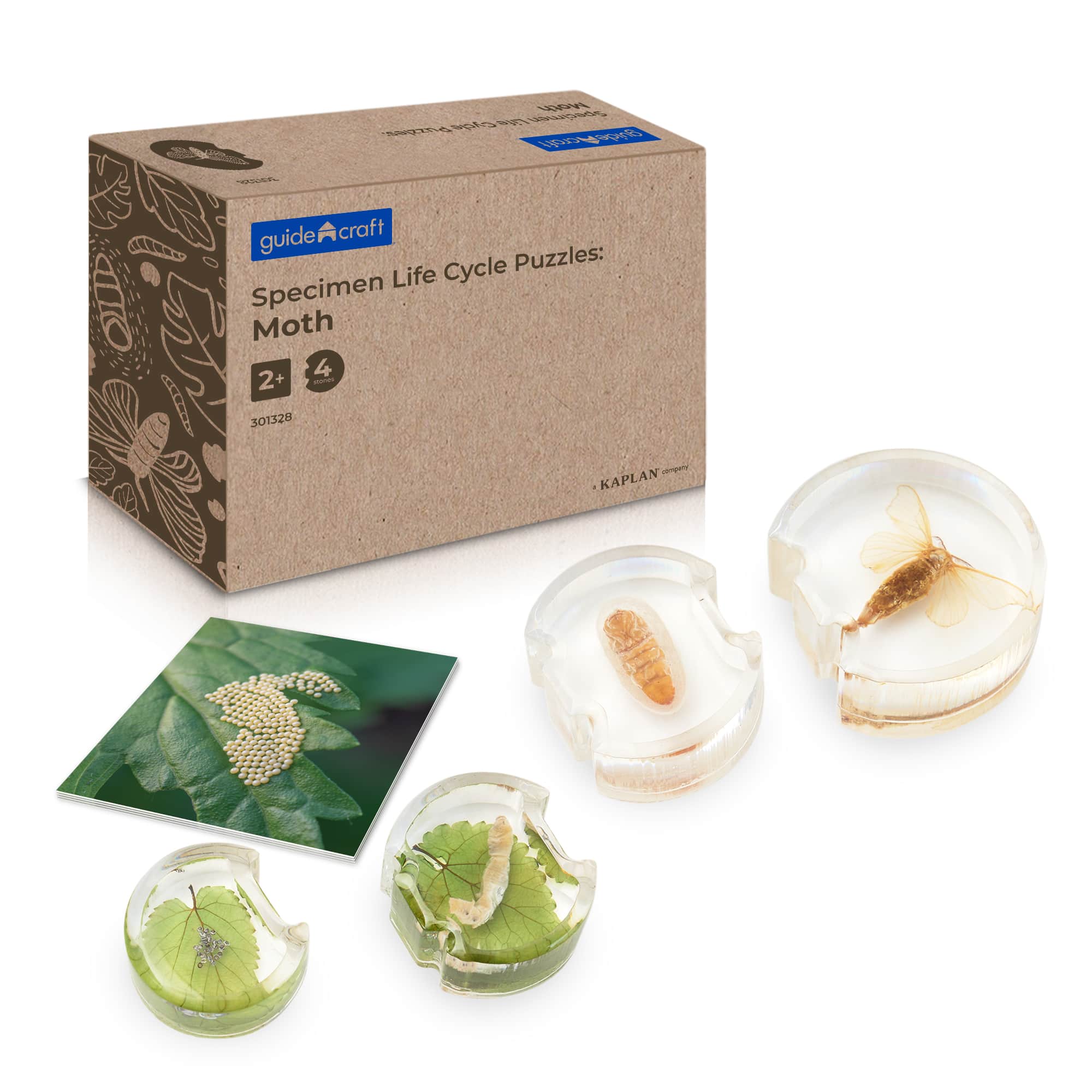Specimen Life Cycle Puzzles - Moth – Sonsuh Educational Supplies Inc.
