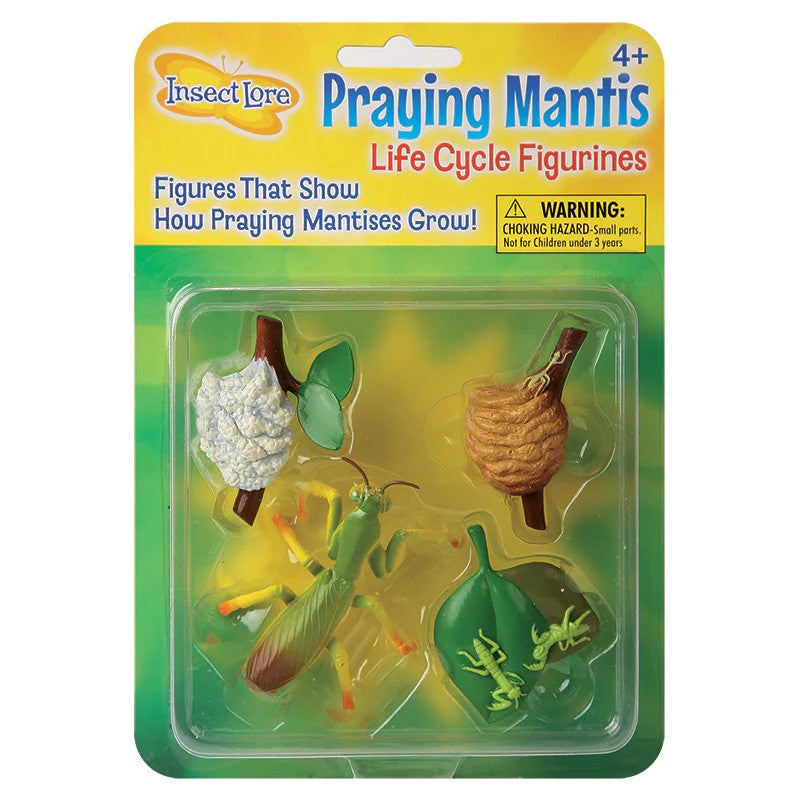 Praying Mantis Life Cycle Stages – Sonsuh Educational Supplies Inc.